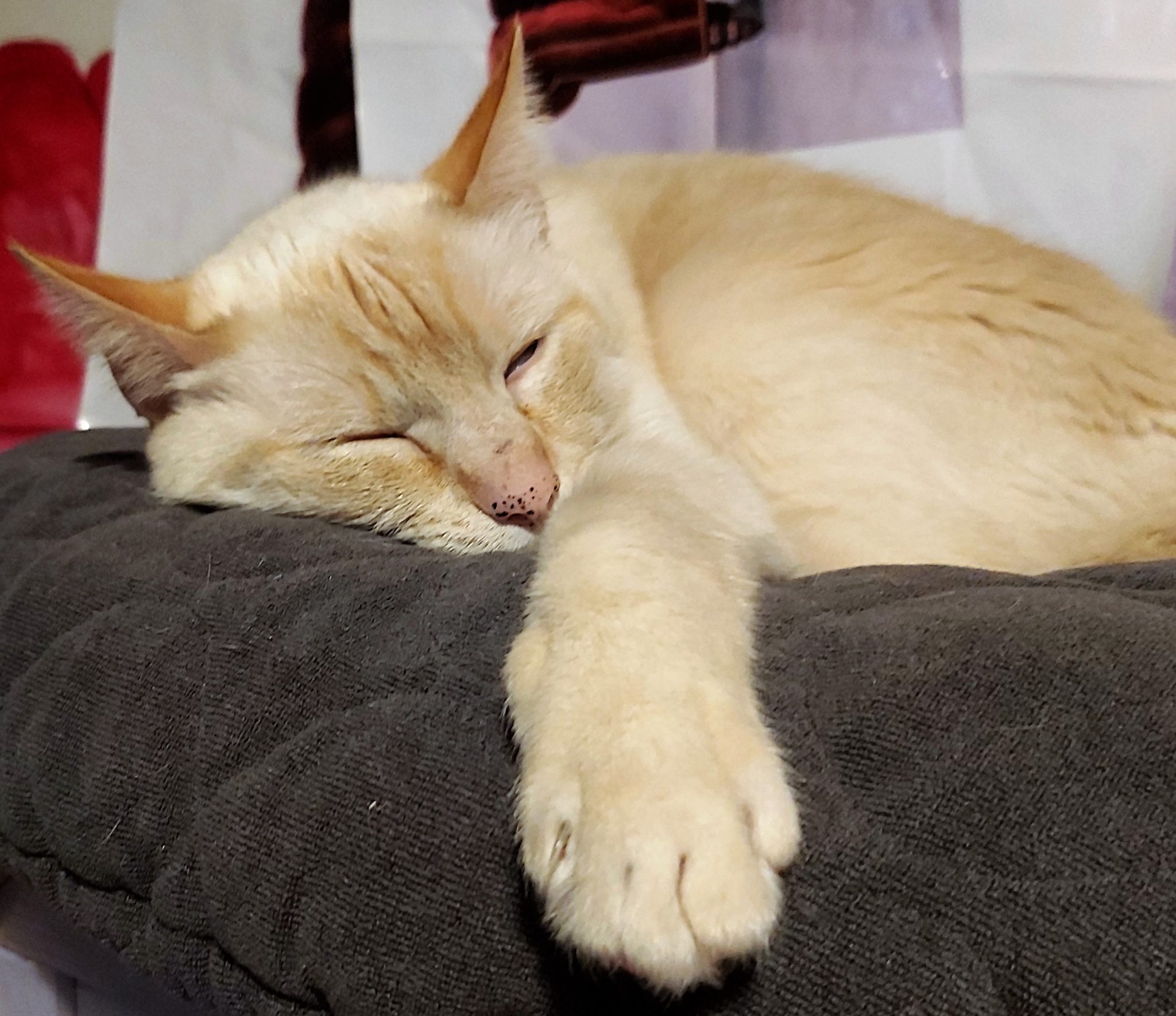 Antoninho, o gato super meigo a passar pelas brasas - Paws News