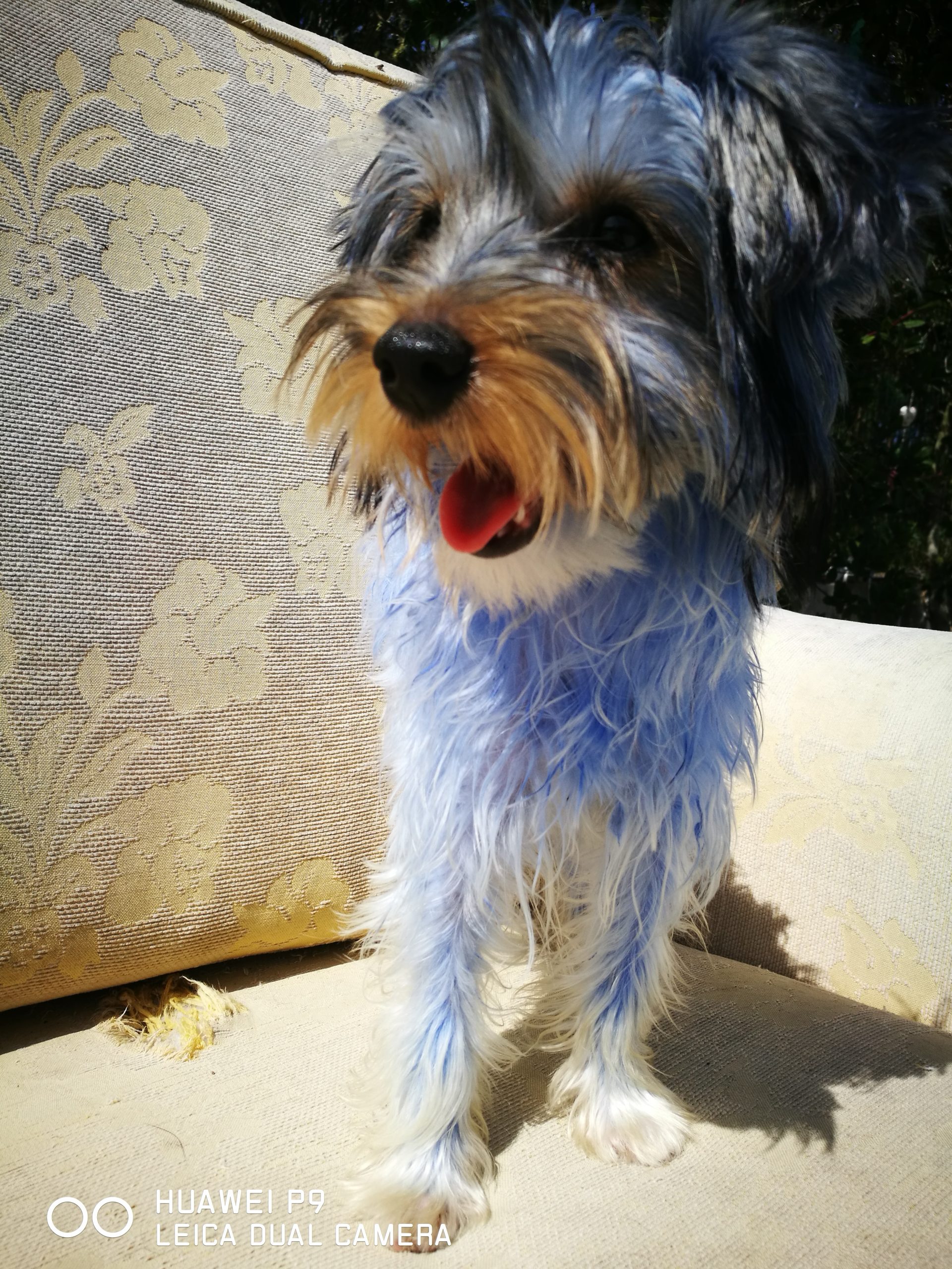 Yorkshire Blue Party - Paws News