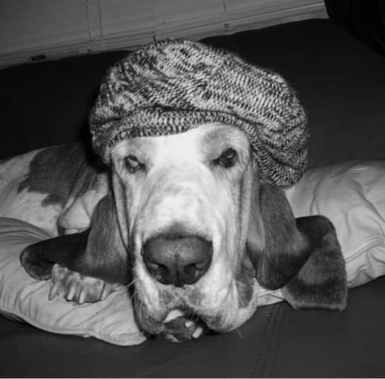 Jack Basset deixou-nos - Paws News