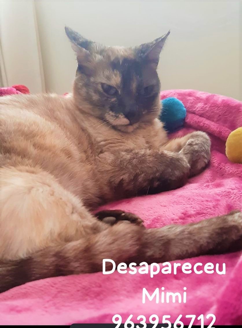 Mimi está perdida - Paws News