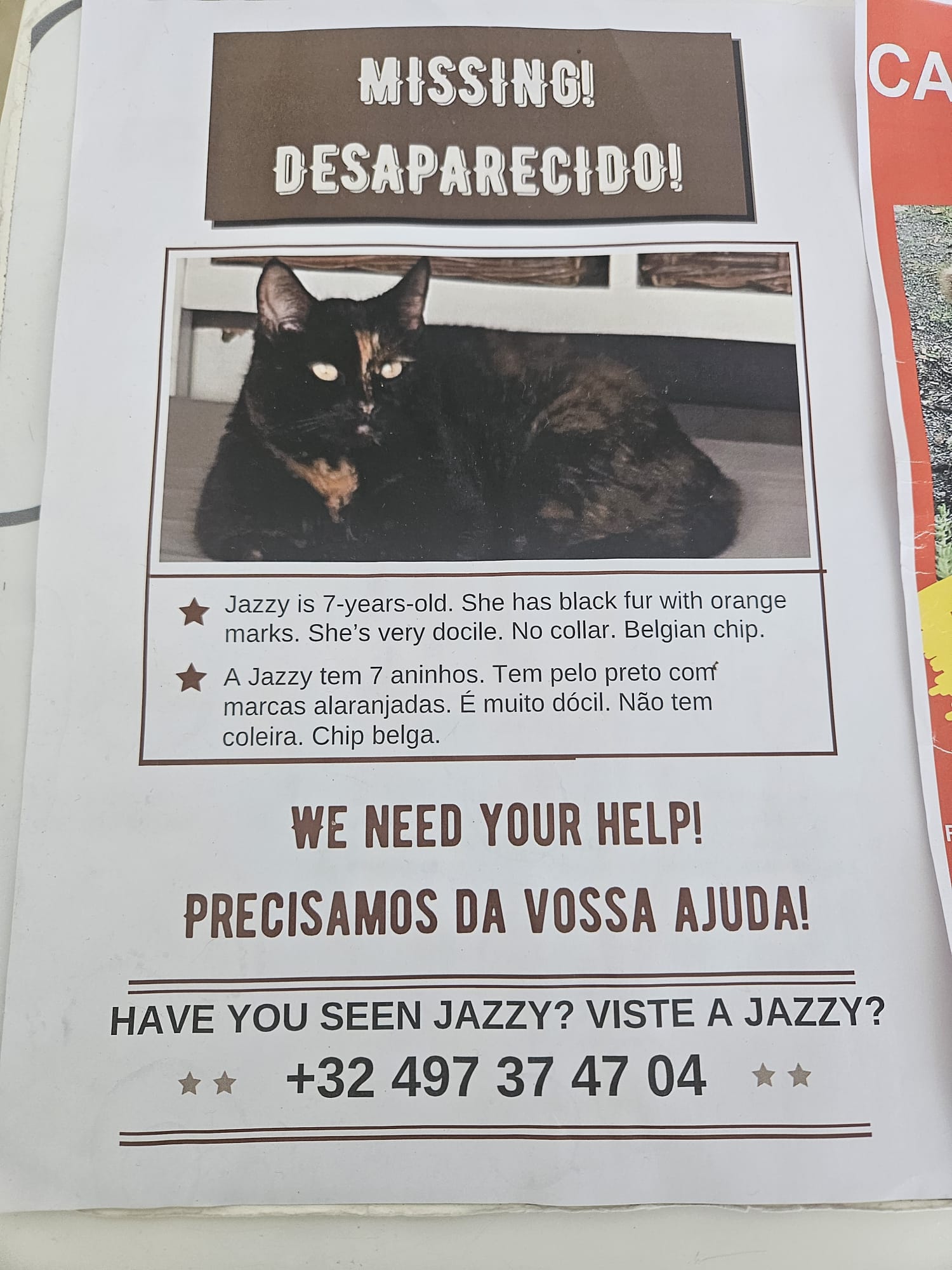 Alerta para gata perdida, chip belga - Paws News